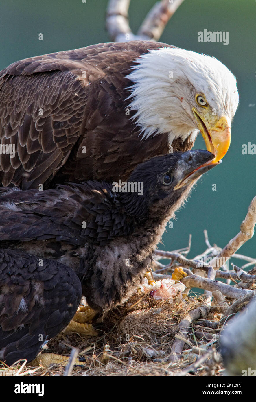 Adult bald eagle feeding its young chicks a fish; Whitehorse, Yukon ...