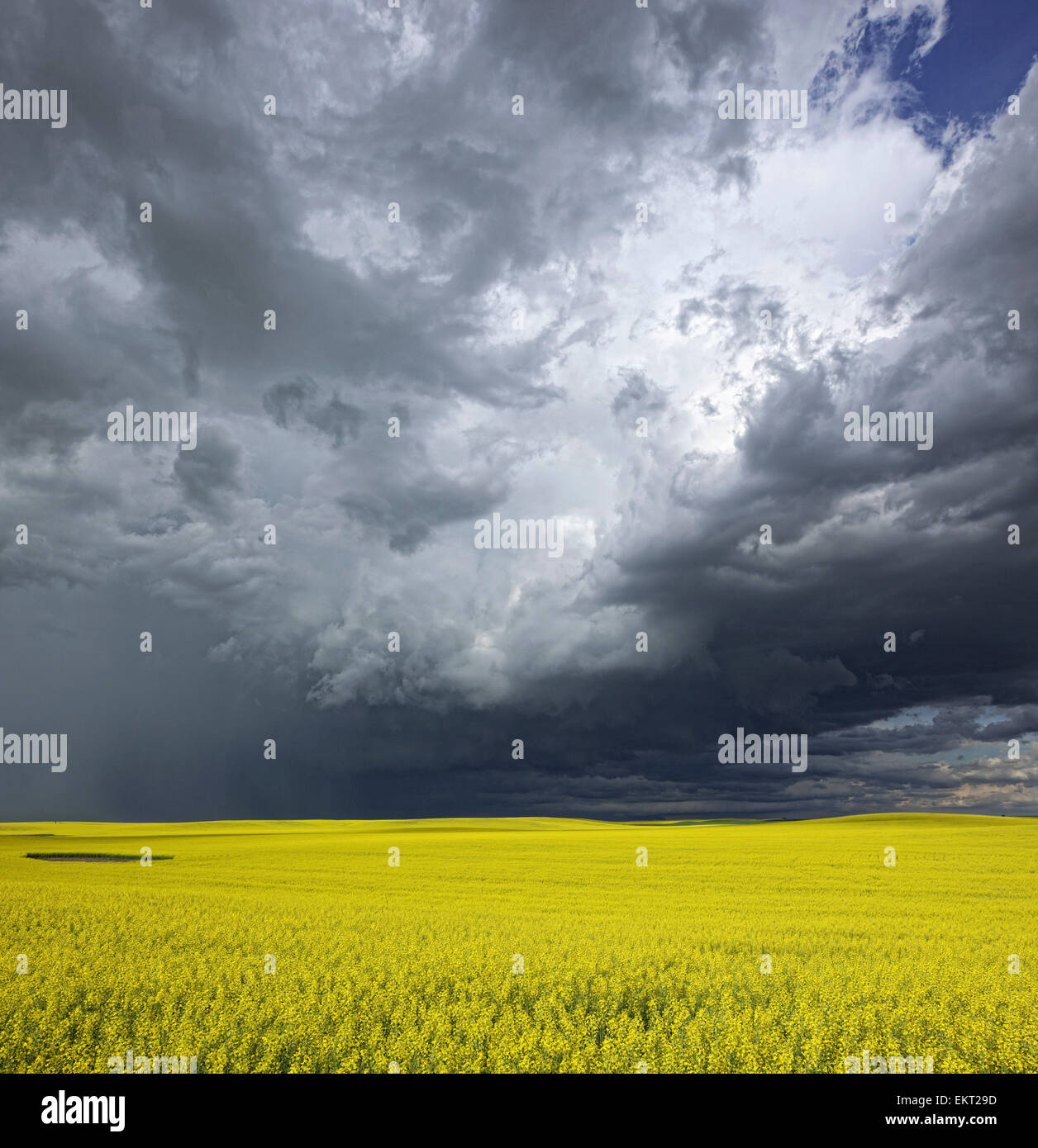 Storm over rapeseed field hi-res stock photography and images - Alamy