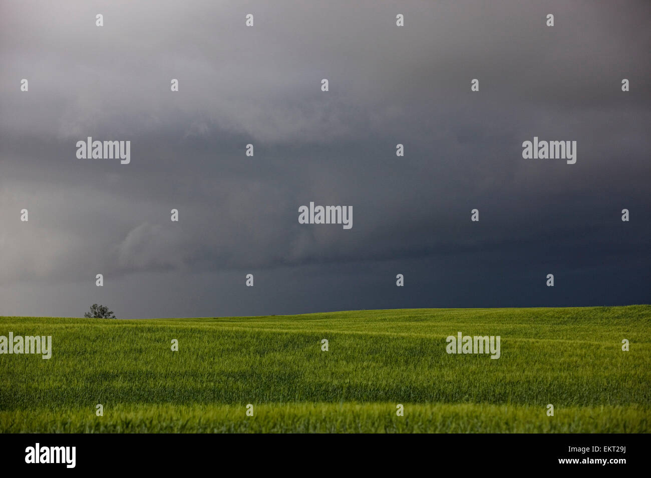 Storm over a field in southern Saskatchewan with a lone tree visible ...