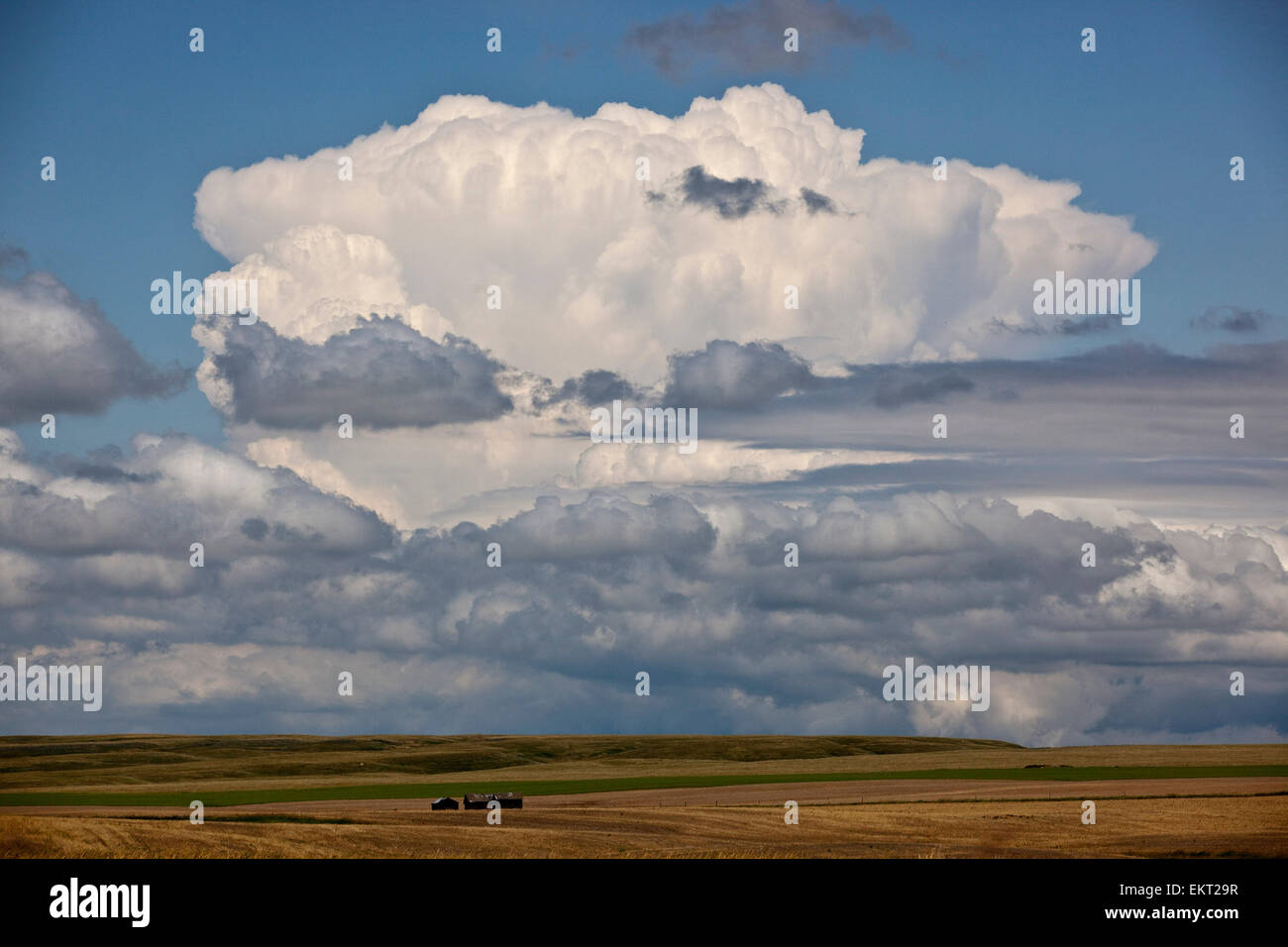 Large thunderhead forms over the prairies on a hot humid afternoon ...