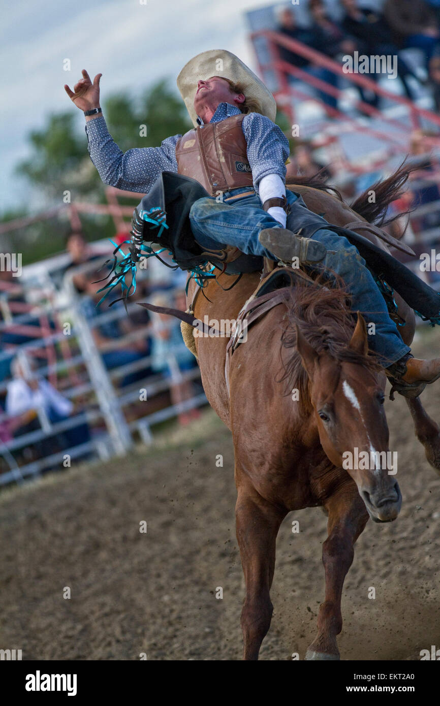 Man riding bucking bronco hi-res stock photography and images - Alamy