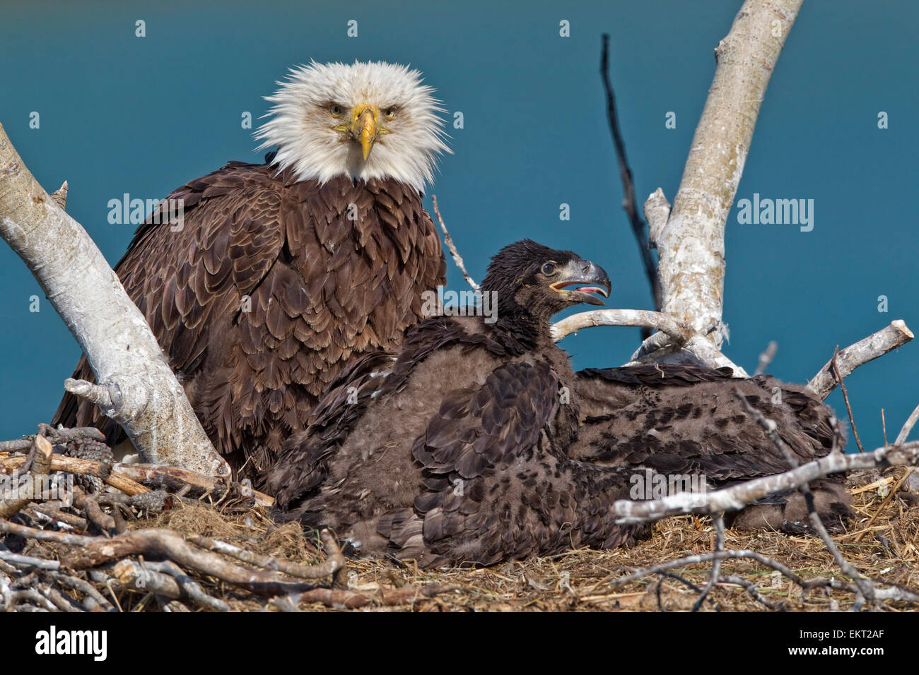 Mature bald eagle and chicks in a nest; Whitehorse, Yukon, Canada Stock ...