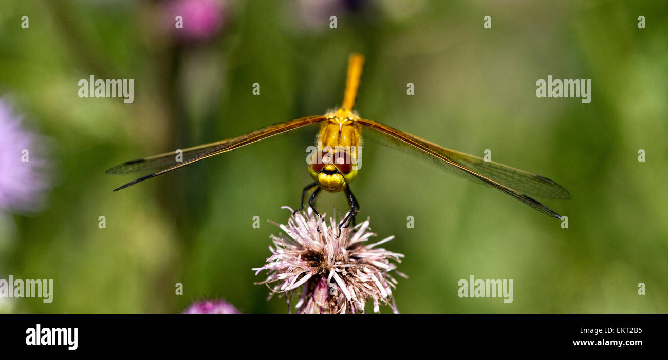 Dragonfly in flower hi-res stock photography and images - Alamy