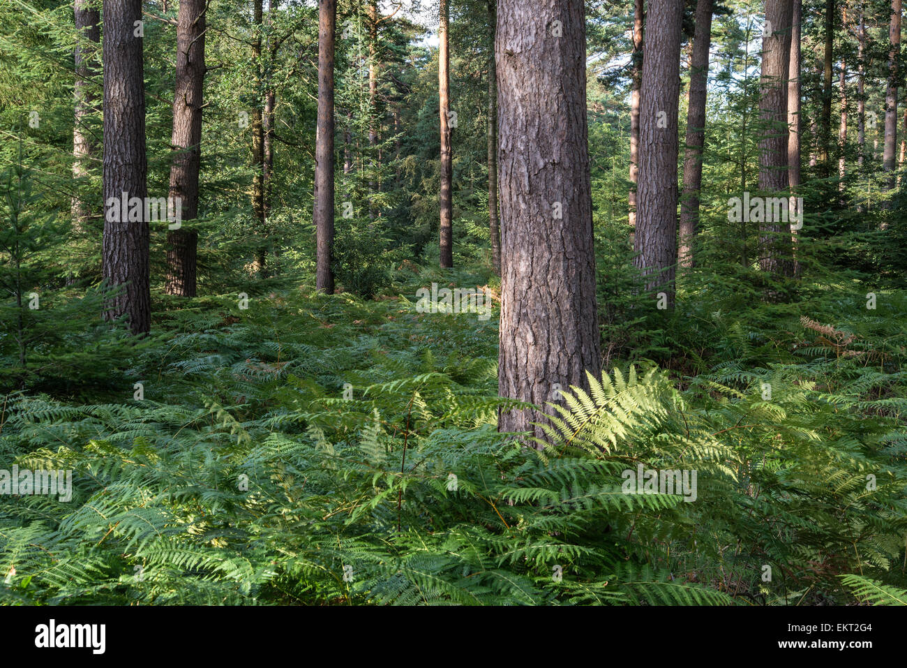 Vibrant forest hi-res stock photography and images - Alamy