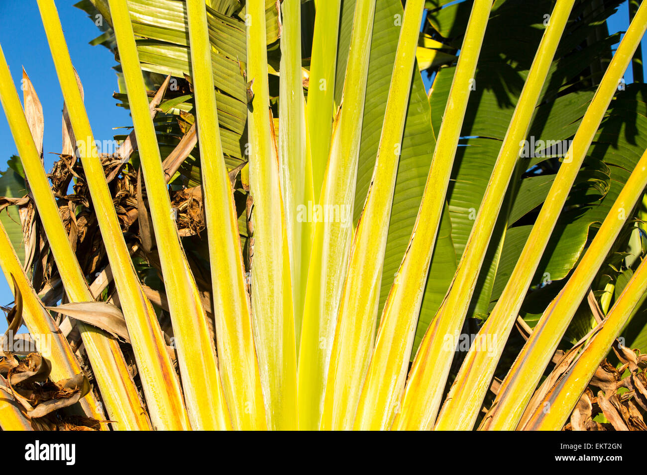 Palm plants on the shores of Lake Malawi, Africa Stock Photo - Alamy