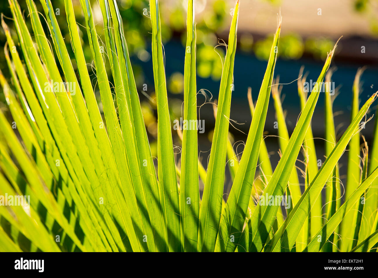 Lake Malawi Plants
