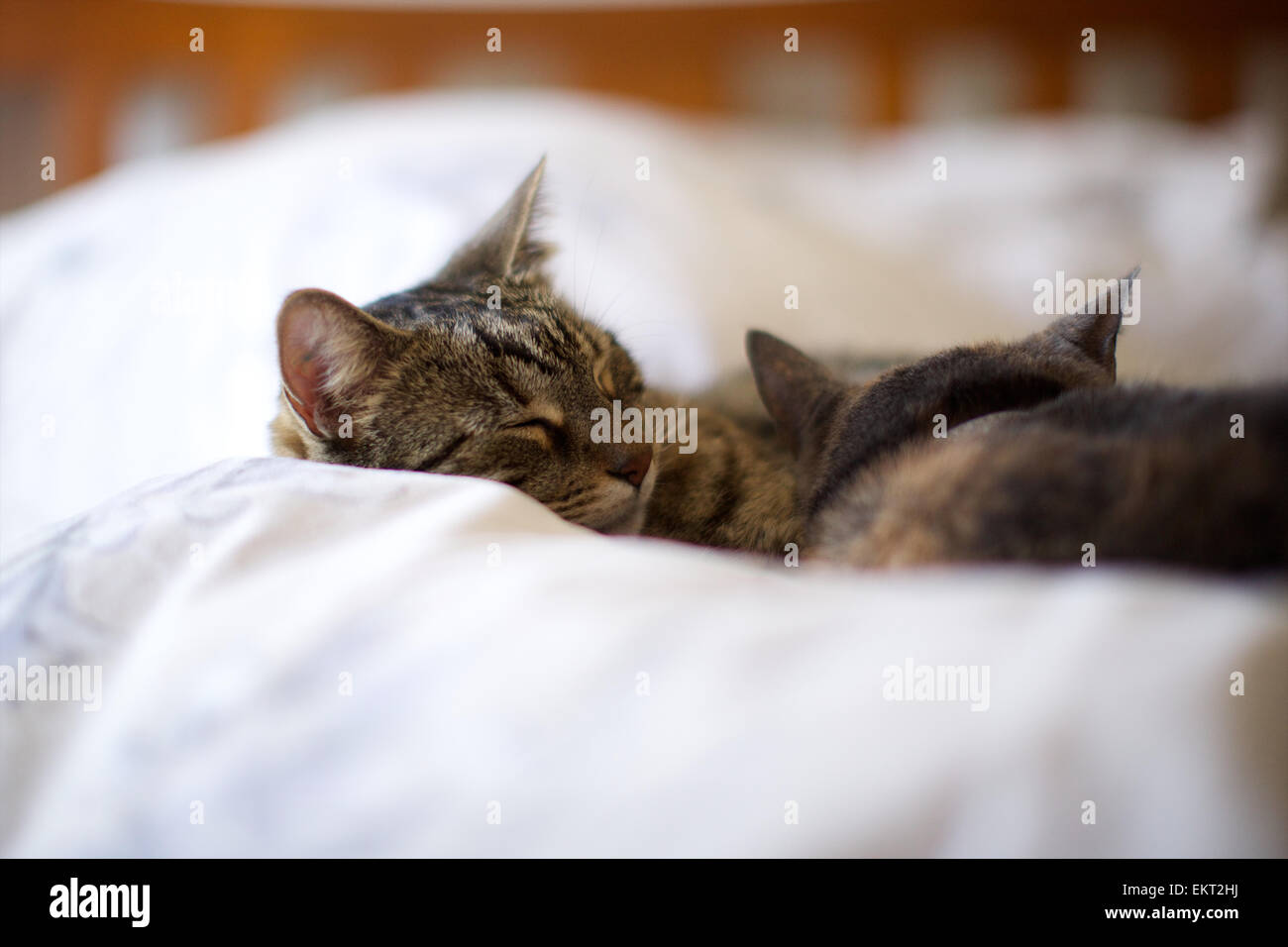 Two domestic cats in the home, sleeping together on owner's bed Stock ...