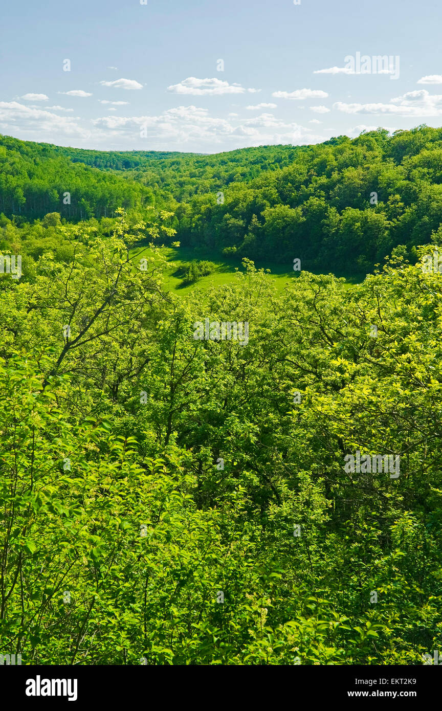 Spring foliage in the Pembina Valley; Manitoba, Canada Stock Photo - Alamy