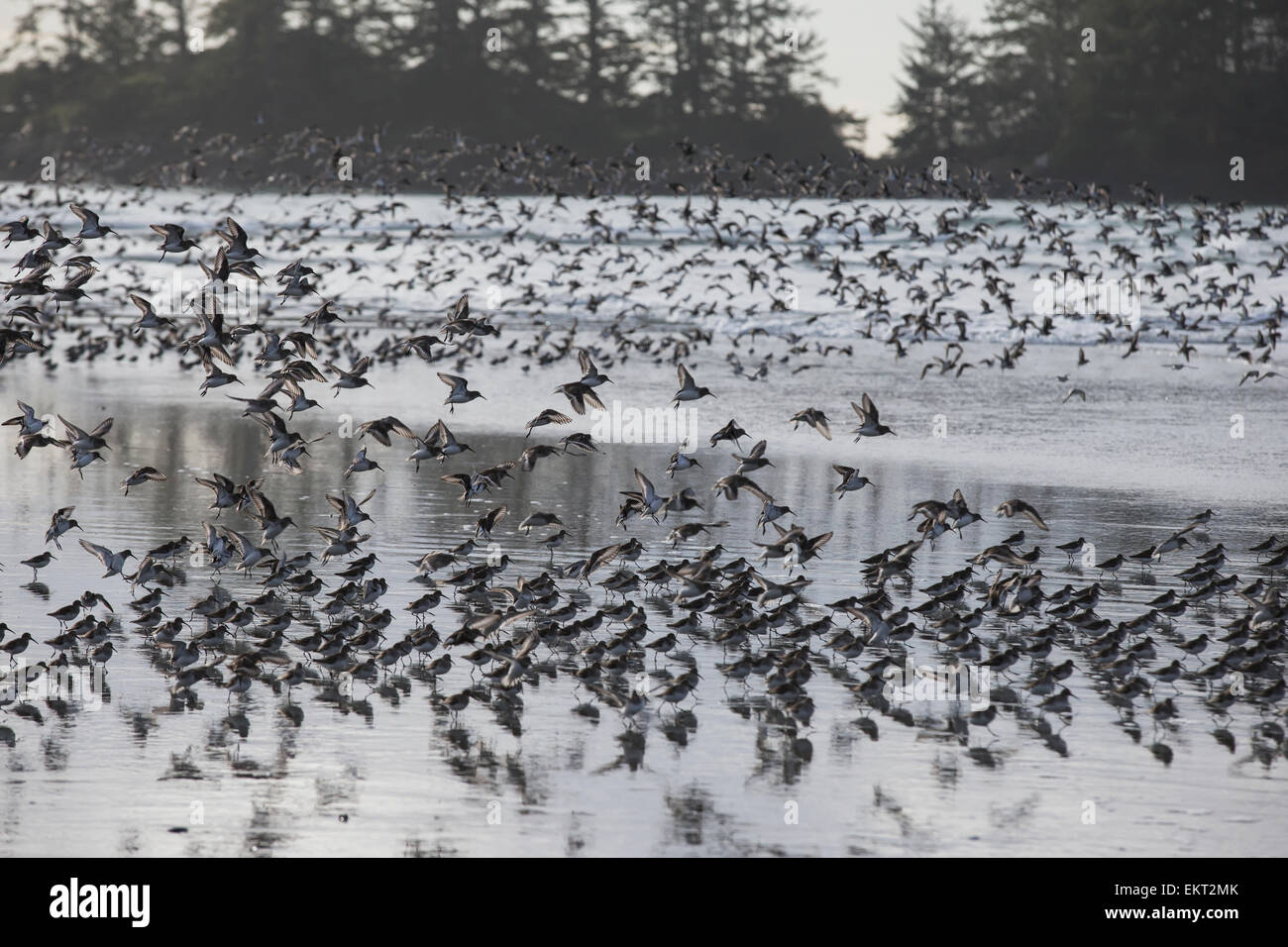 Thousands Of Shorebirds In Flight On Chesterman Beach;Tofino Vancouver ...