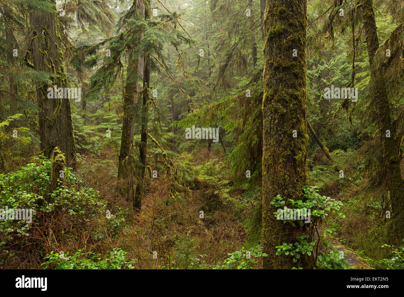 The Rainforest In Pacific Rim National Park;Vancouver Island British ...