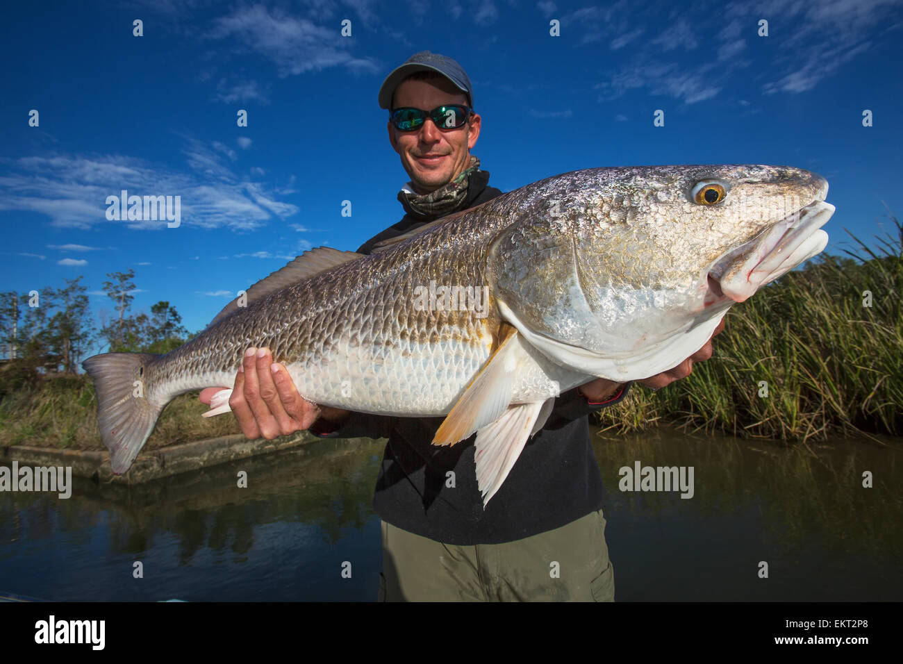 Redfish louisiana hi-res stock photography and images - Alamy