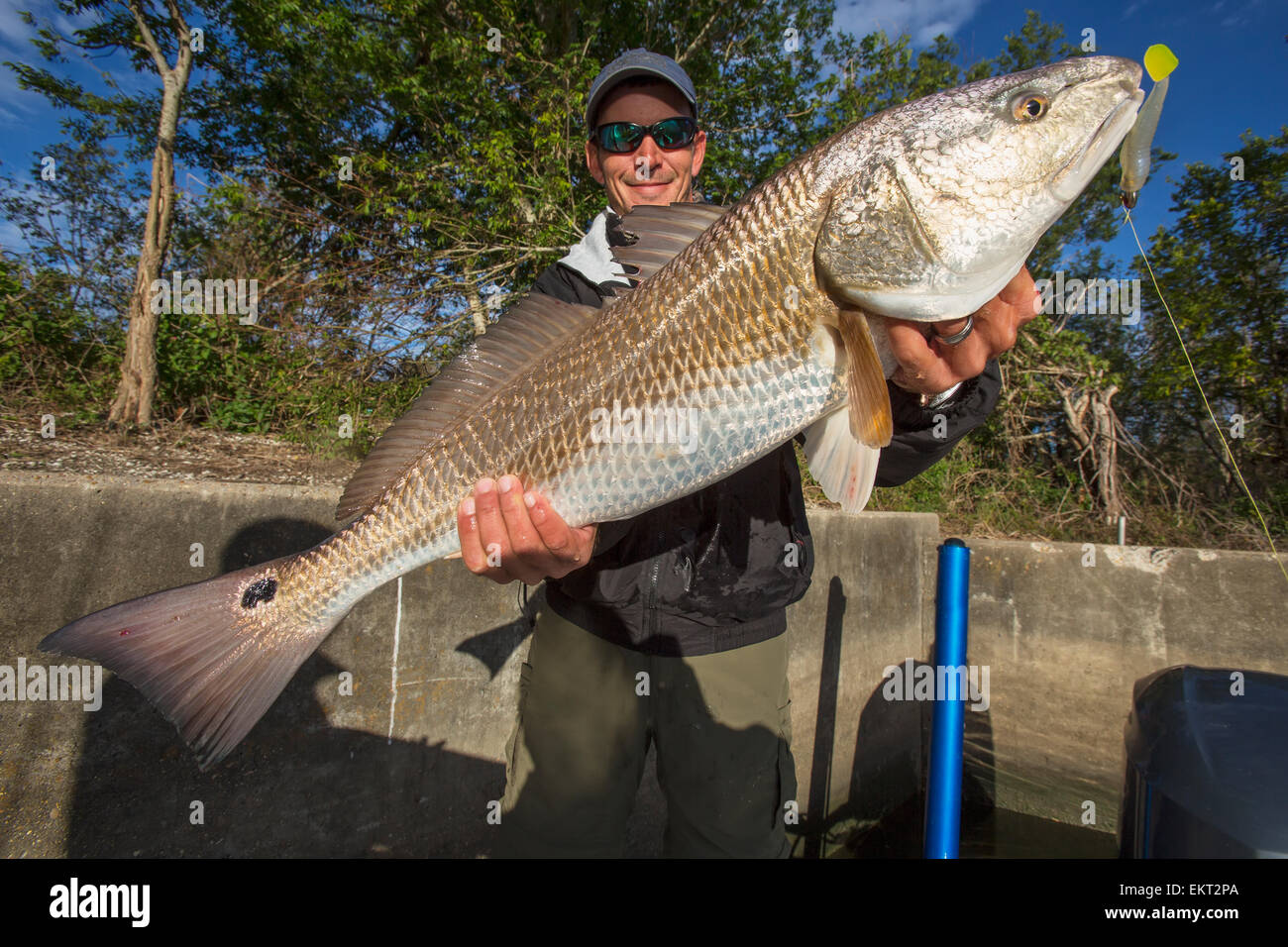 Man Holding Red Drum (Sciaenops Ocellatus);Venice Louisiana United ...