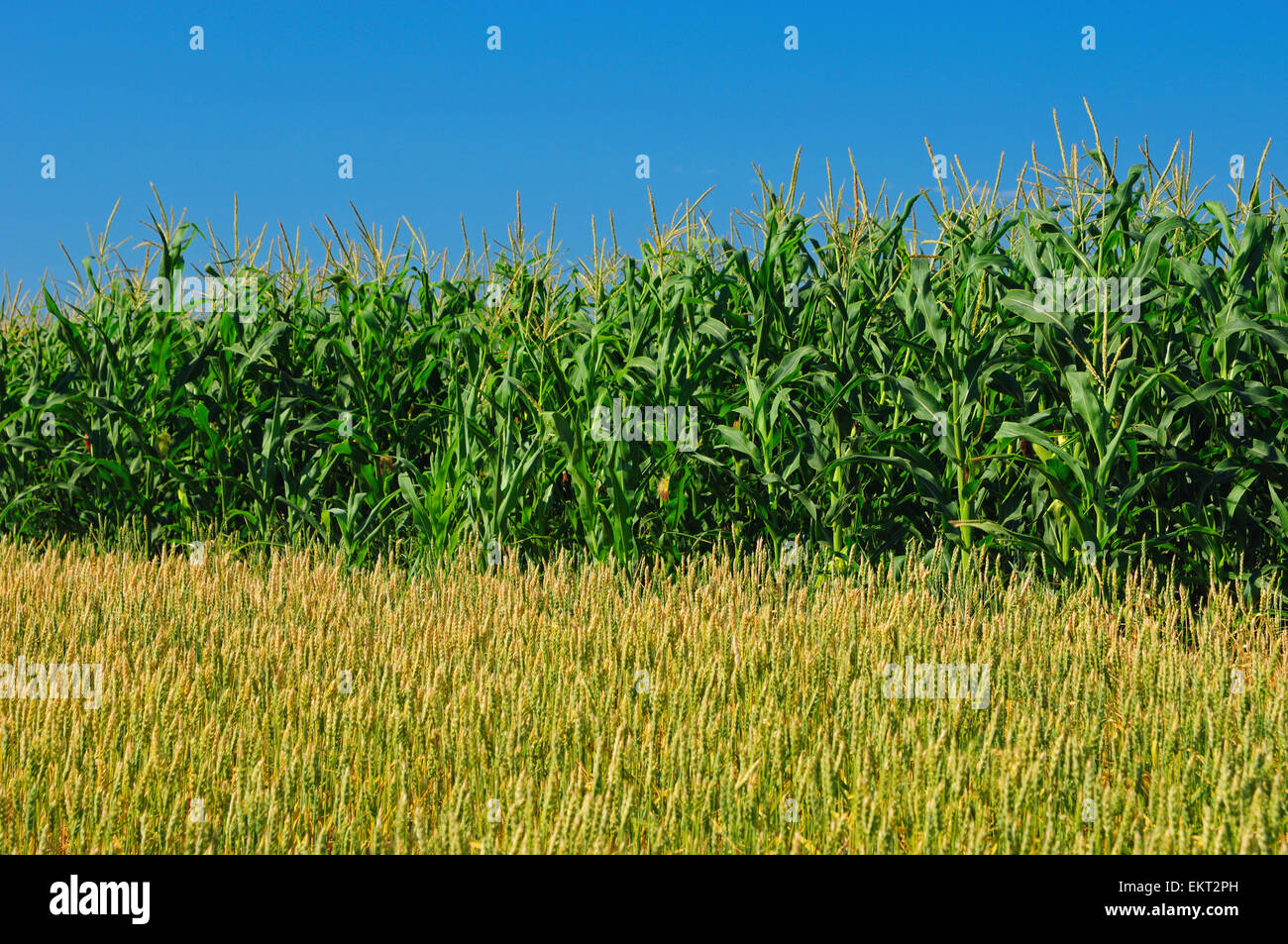Full crop crops ripening maturing hi-res stock photography and images ...