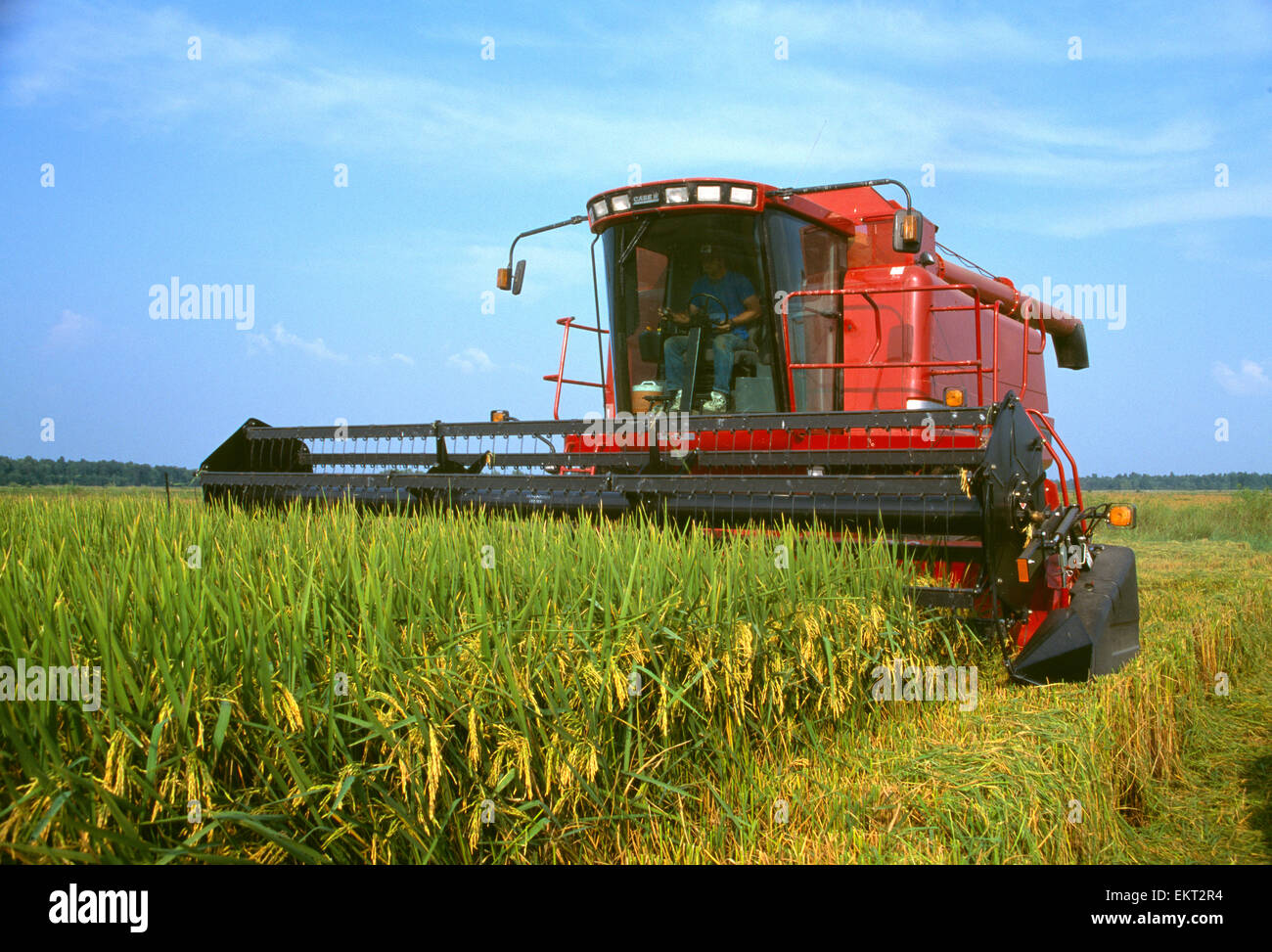 Agriculture - A combine harvesting mature rice / Southern USA Stock ...