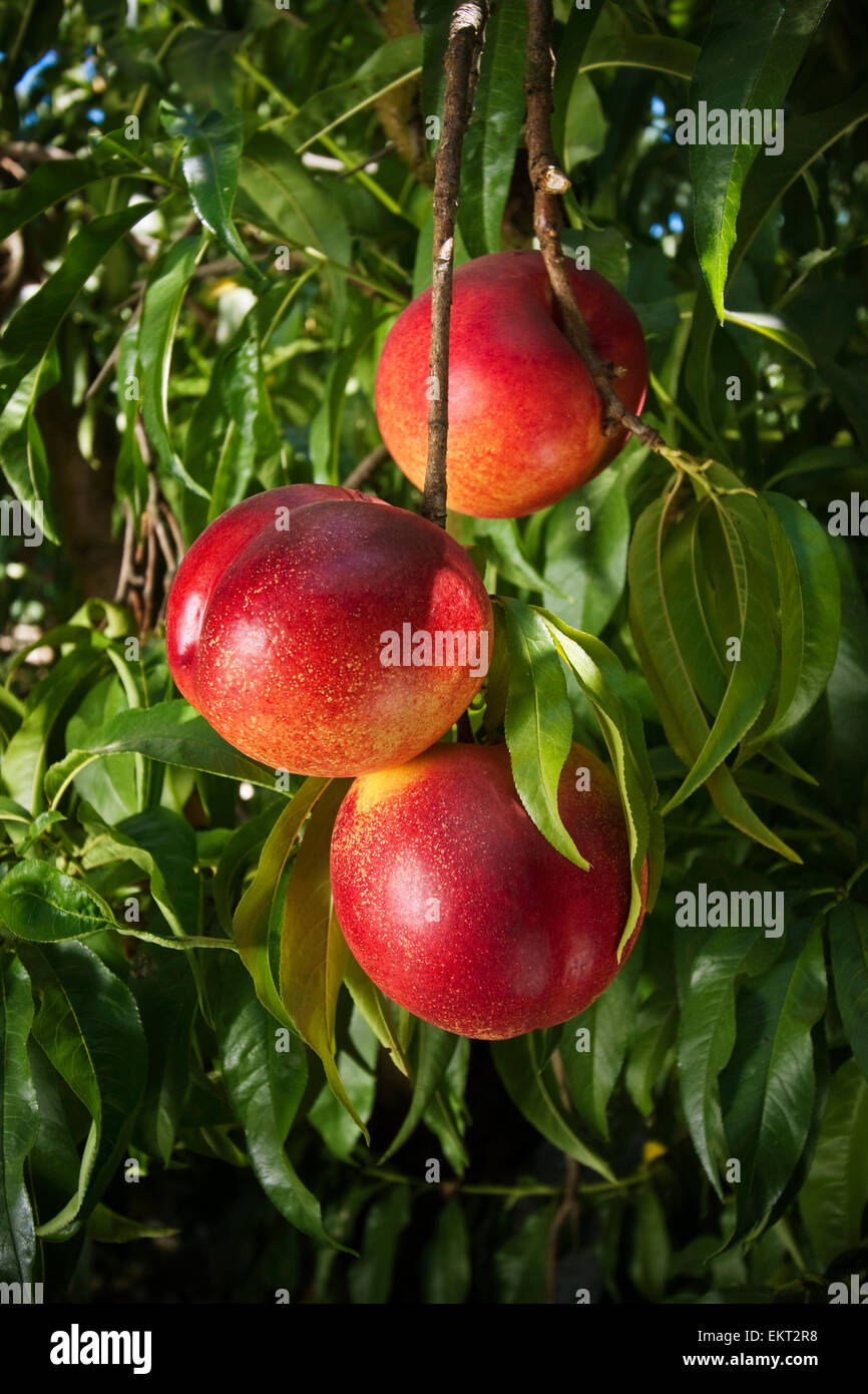 Agriculture - Closeup of Fantasia nectarines on the tree, ripe and ...