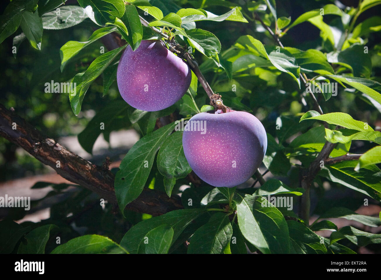 Pluot tree hi-res stock photography and images - Alamy