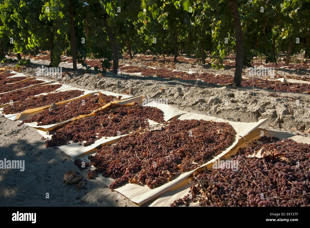 Mature thompson seedless grapes hi-res stock photography and images - Alamy Mature thompson seedless grapes hi-res stock photography and images - Alamy