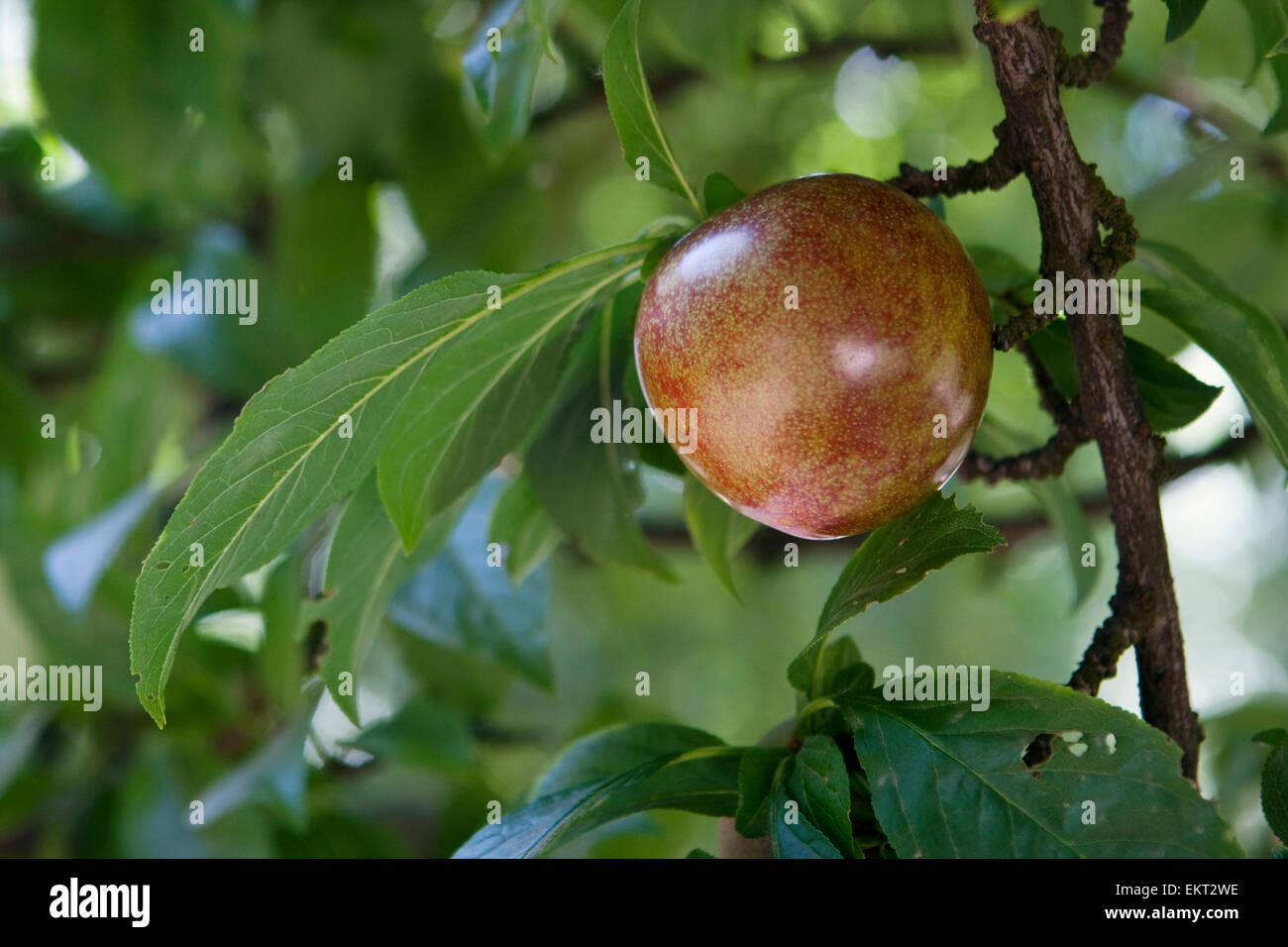 Pluot tree hi-res stock photography and images - Alamy