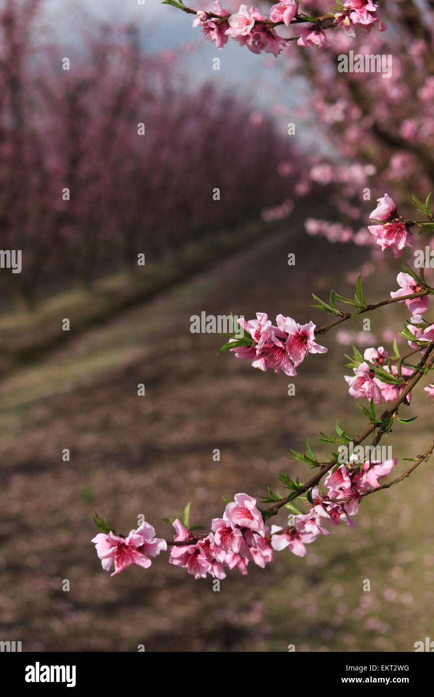 Closeup of peach blossoms at the full bloom stage with the orchard in ...