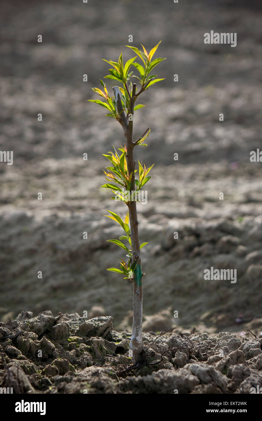New planted fruit tree hi-res stock photography and images - Alamy