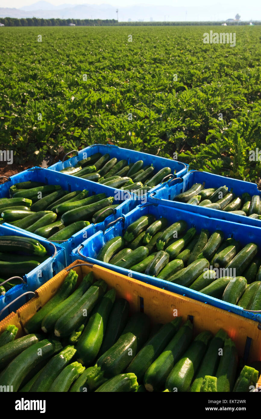 Agriculture - Zucchini field with mature harvested zucchini in totes in ...
