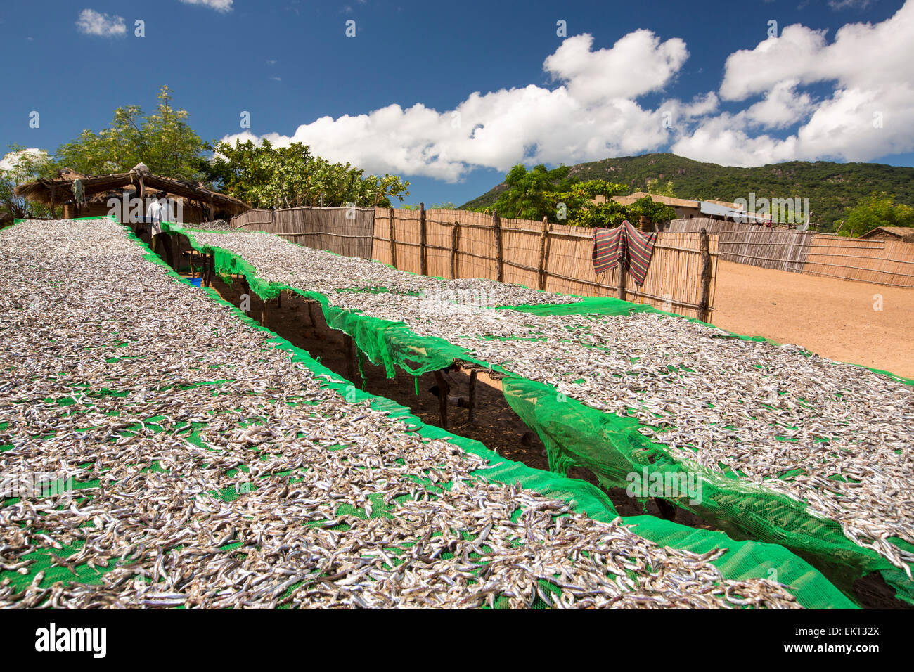 Fish drying racks drying a catch of small fish at Cape Maclear on the ...