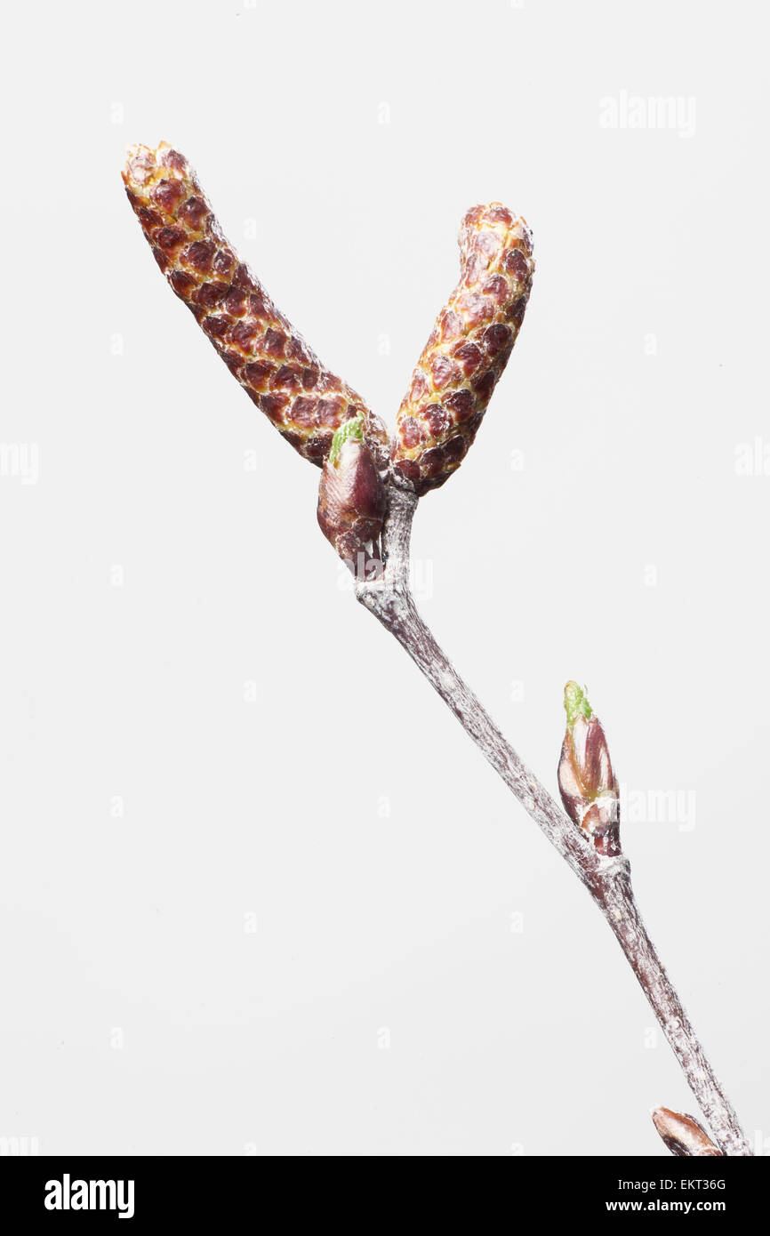 Knospe,Bud,Trieb,Triebspitze,Shoot,Young Shoot,Bluete,Blossom,Bloom ...
