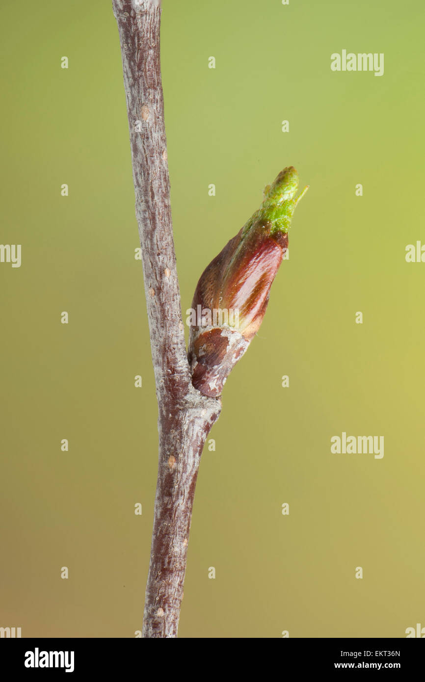 Knospe,Bud,Trieb,Triebspitze,Shoot,Young Shoot,Bluete,Blossom,Bloom ...