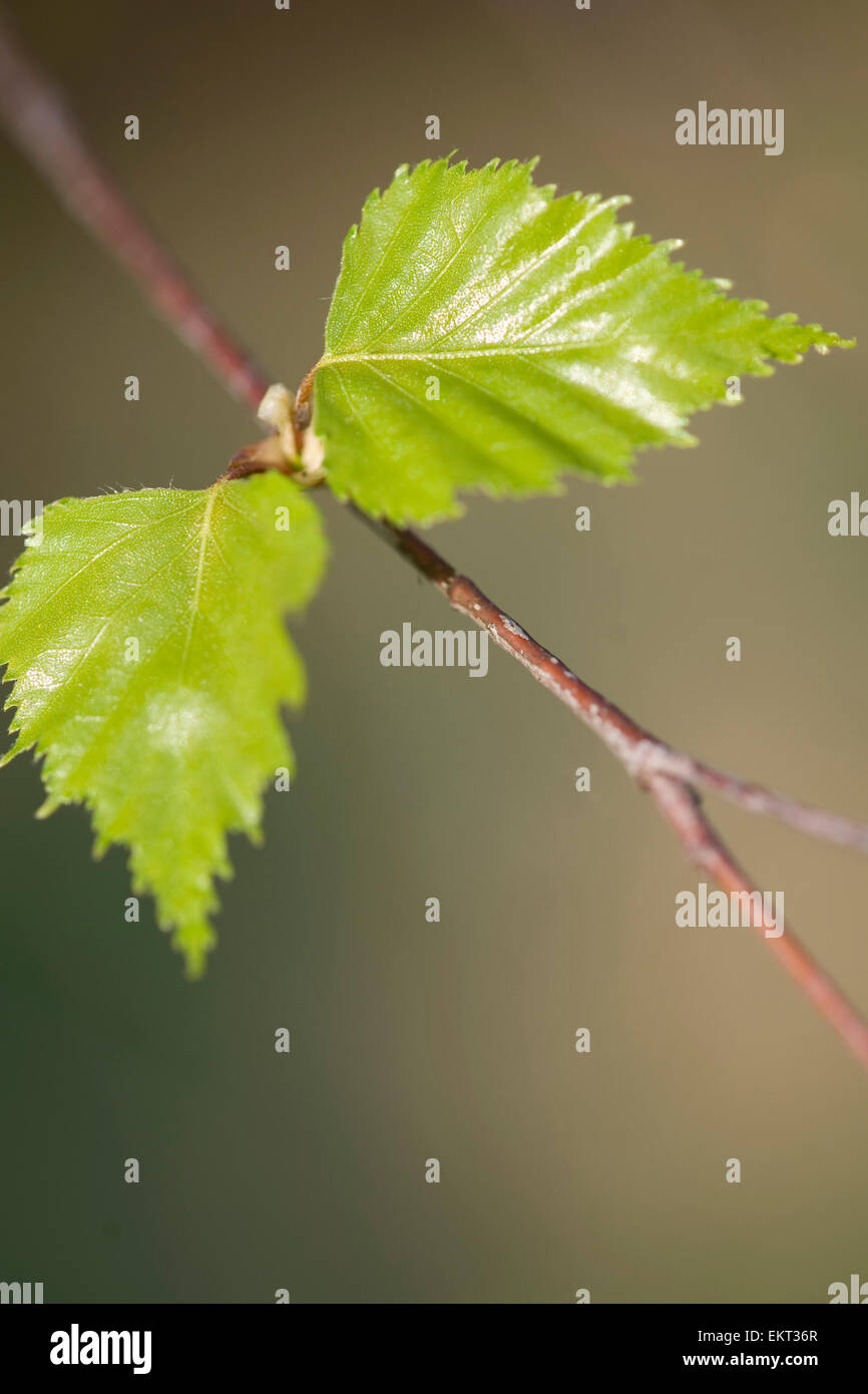 Knospe,Bud,Trieb,Triebspitze,Shoot,Young Shoot,Bluete,Blossom,Bloom ...