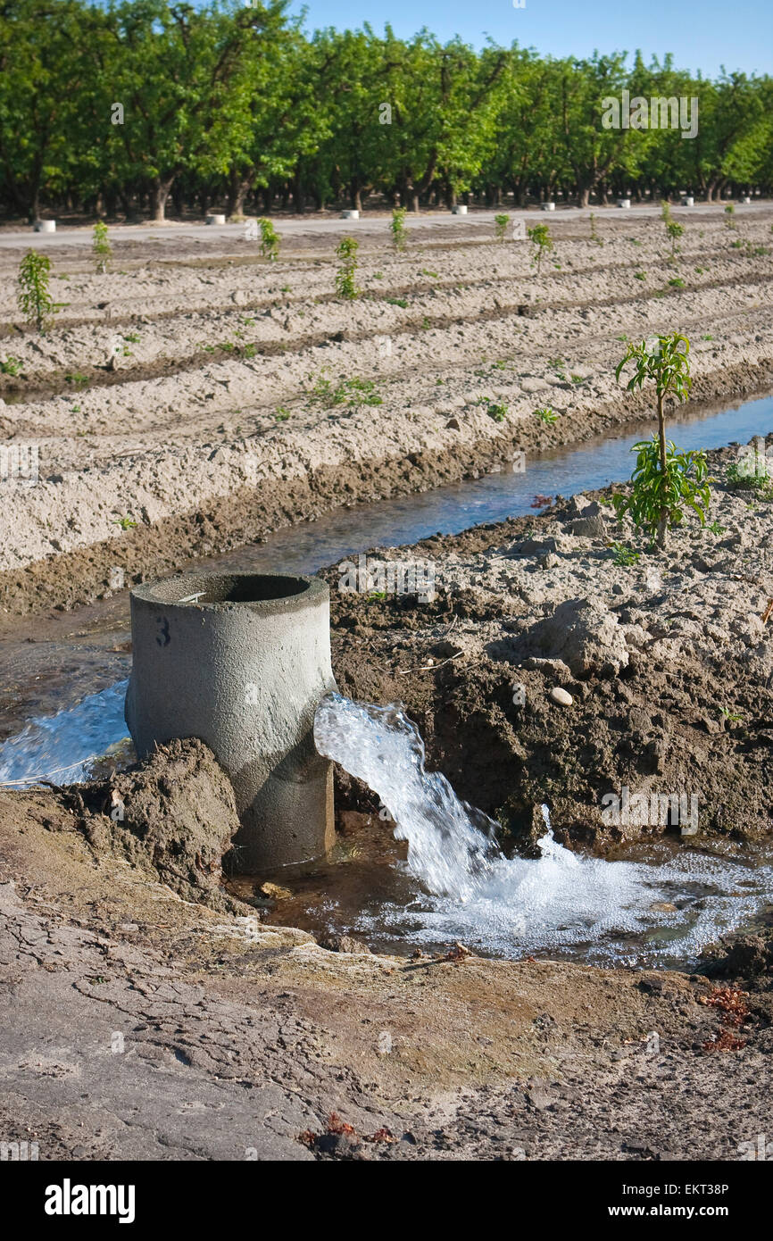 Agriculture - Water flows from a standpipe to furrow irrigate a young ...