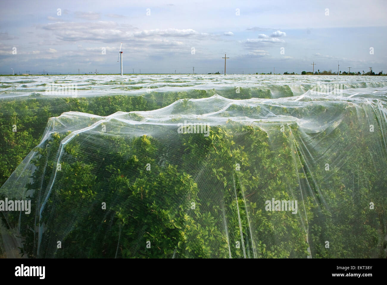 Tangerine orchard covered with bee netting to prevent pollination, thus ...