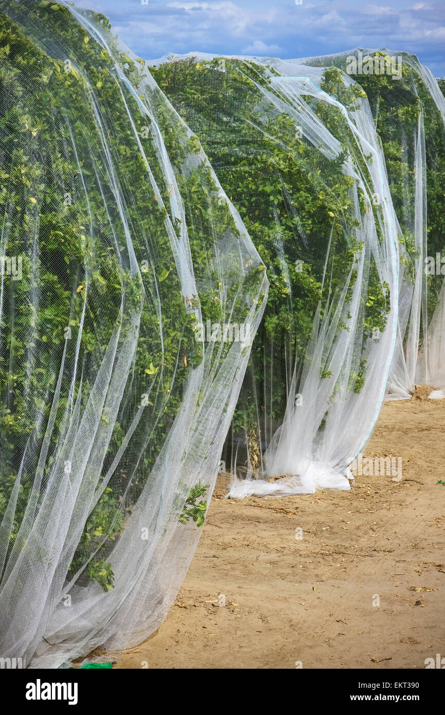 Tangerine orchard covered with bee netting to prevent pollination, thus ...