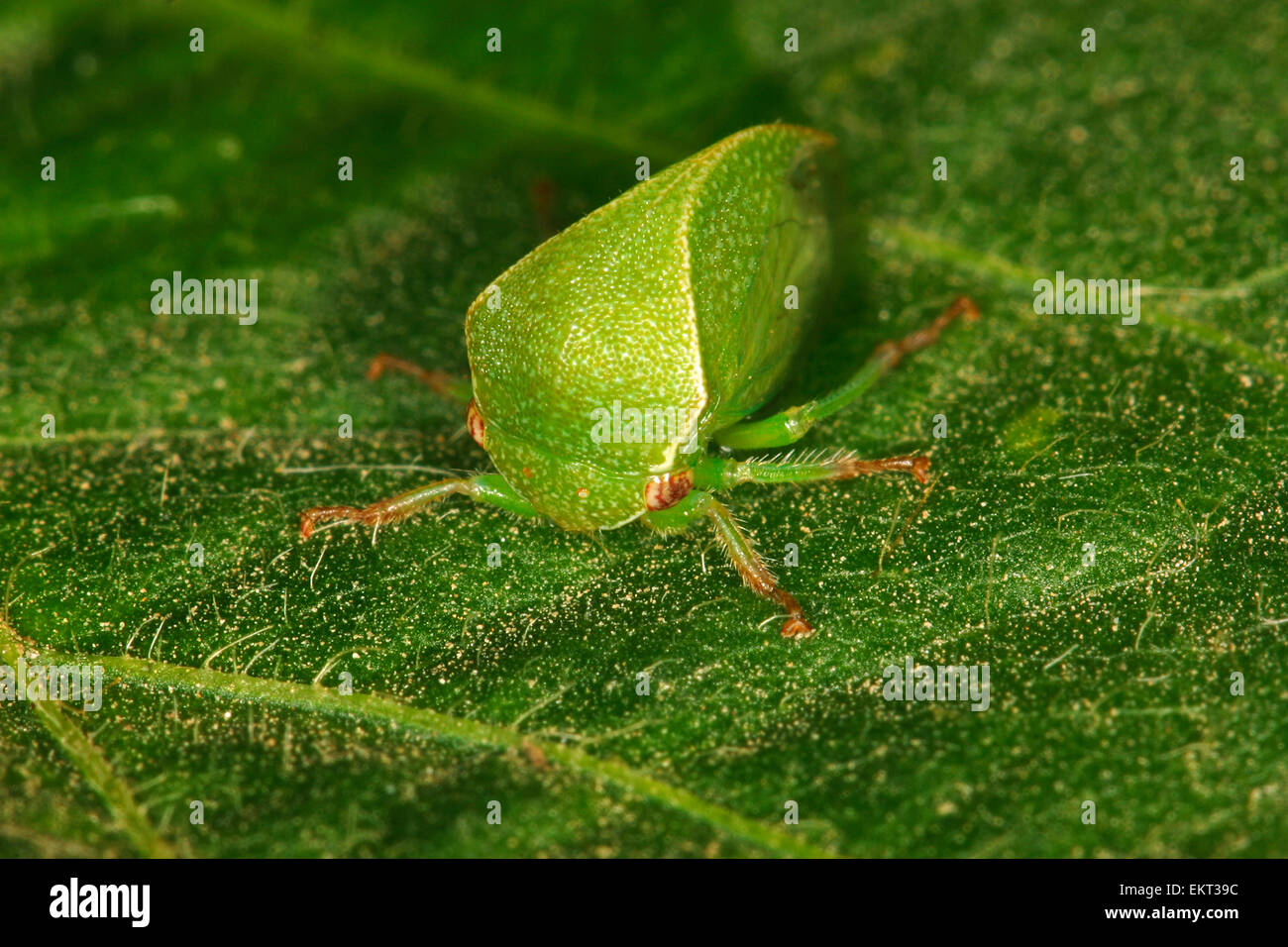 Closeup of a Three-cornered Alfalfa hopper (Spissistilus festinus (Say ...