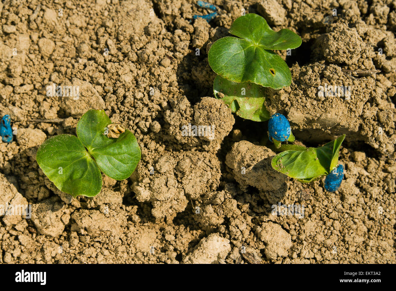 Agriculture - Emerging cotton seedlings with some of the blue seed ...