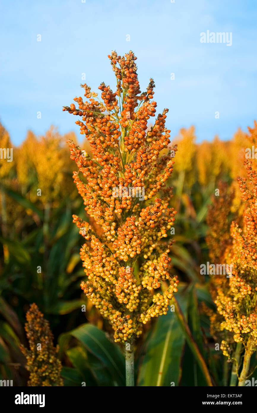Agriculture - Mature harvest ready crop of grain sorghum (milo) / near ...
