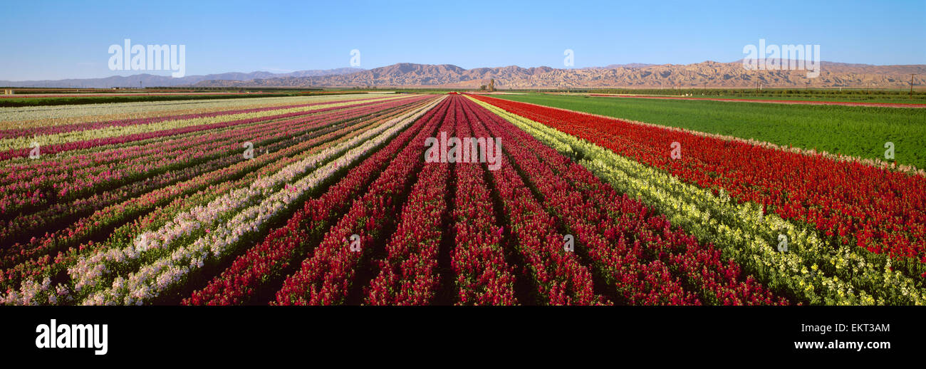 Agriculture - Commercial flower fields in full bloom / Mecca ...
