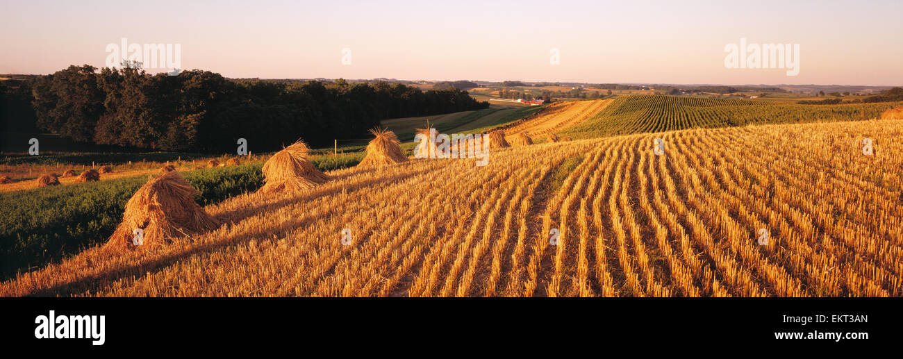 Alfalfa timothy hi-res stock photography and images - Alamy