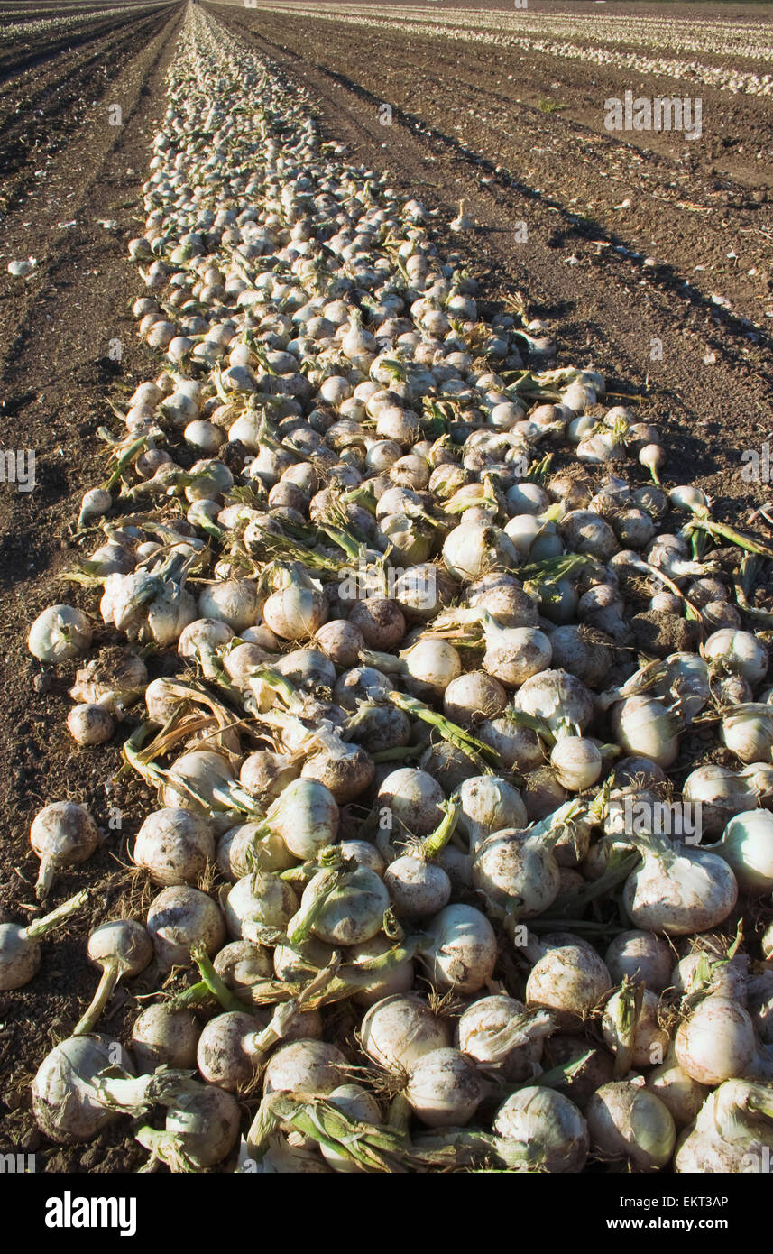 Kathy field hi-res stock photography and images - Alamy