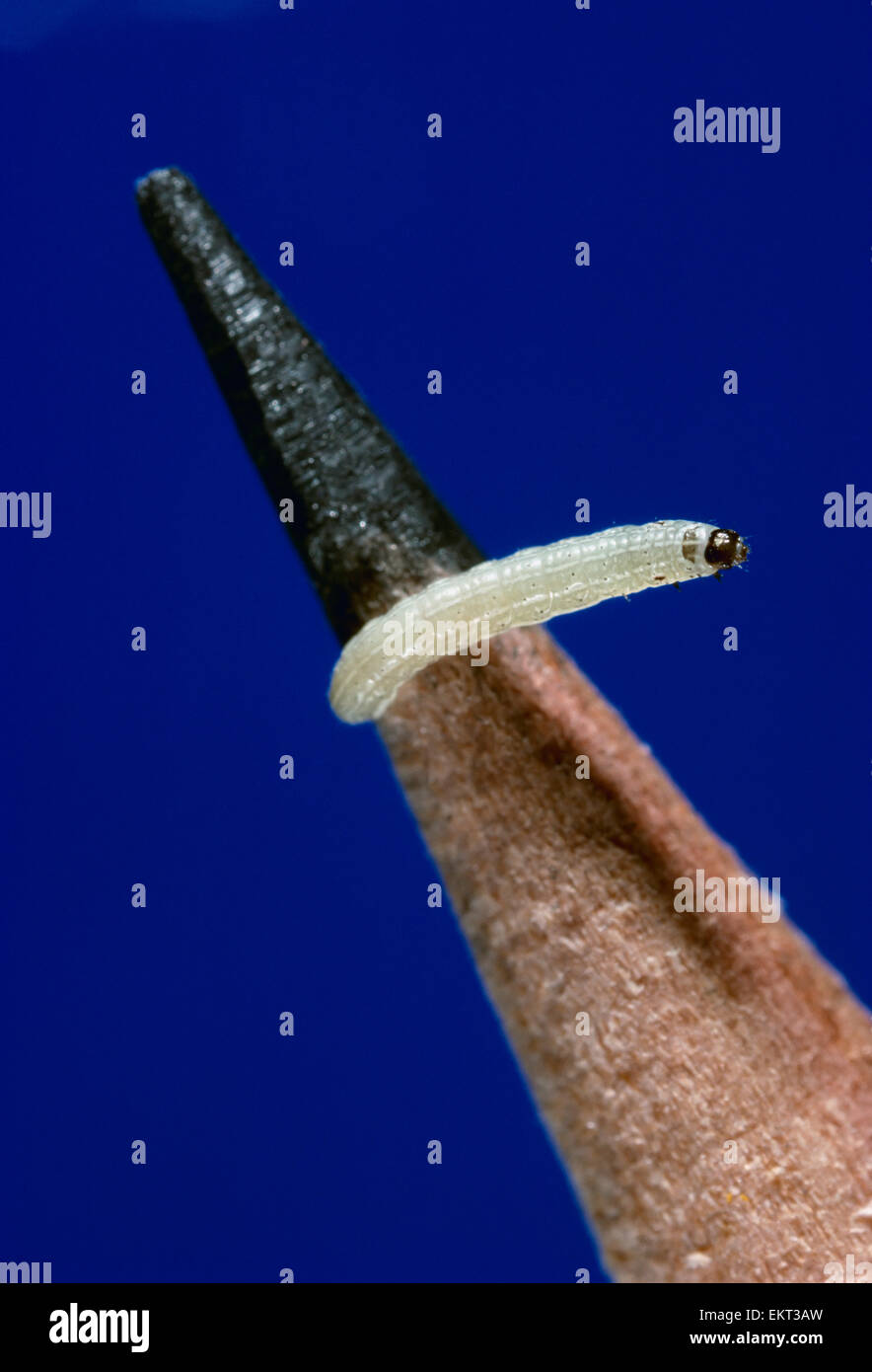 Agriculture - Insects, Beet Armyworm (Spodoptera exigua). Relative size ...