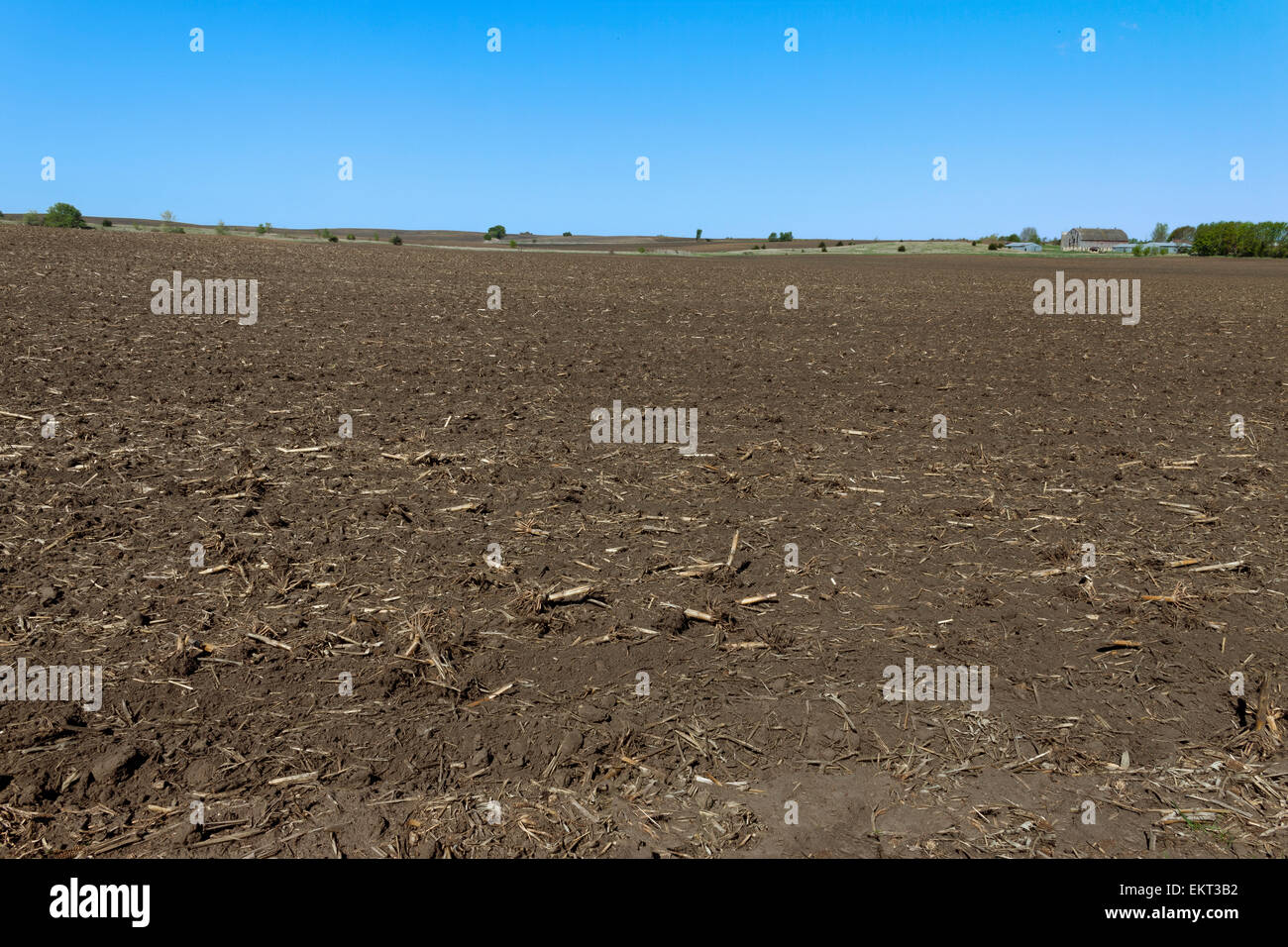 Fields in Spring prepared for corn planting and showing minimum tillage ...