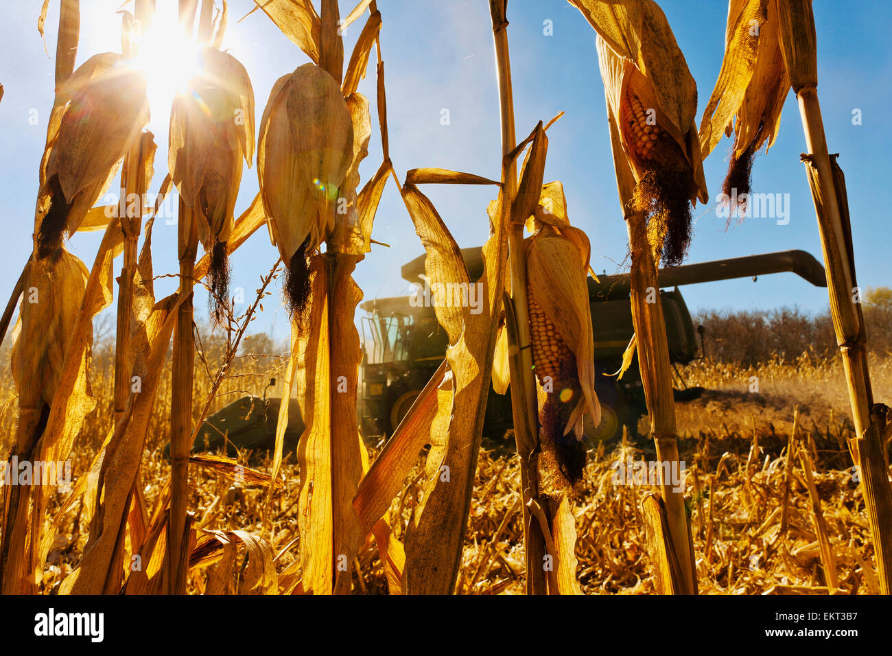 View through mature corn stalks of a John Deere combine harvesting ...