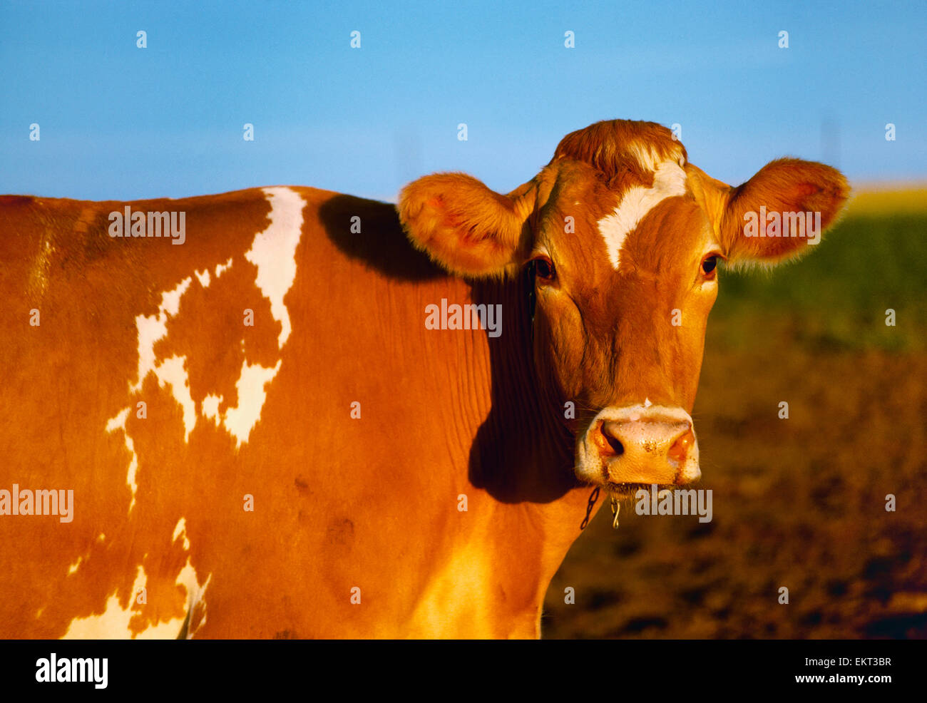 Livestock - Guernsey dairy cow, closeup / Illinois, USA Stock Photo - Alamy
