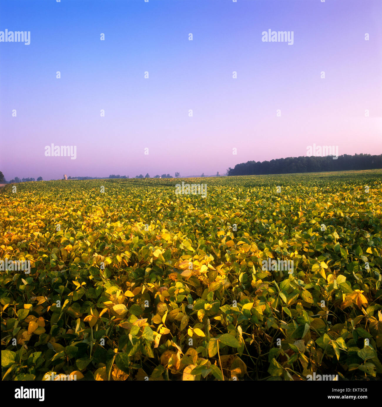 Soybean field in afternoon light hi-res stock photography and images ...
