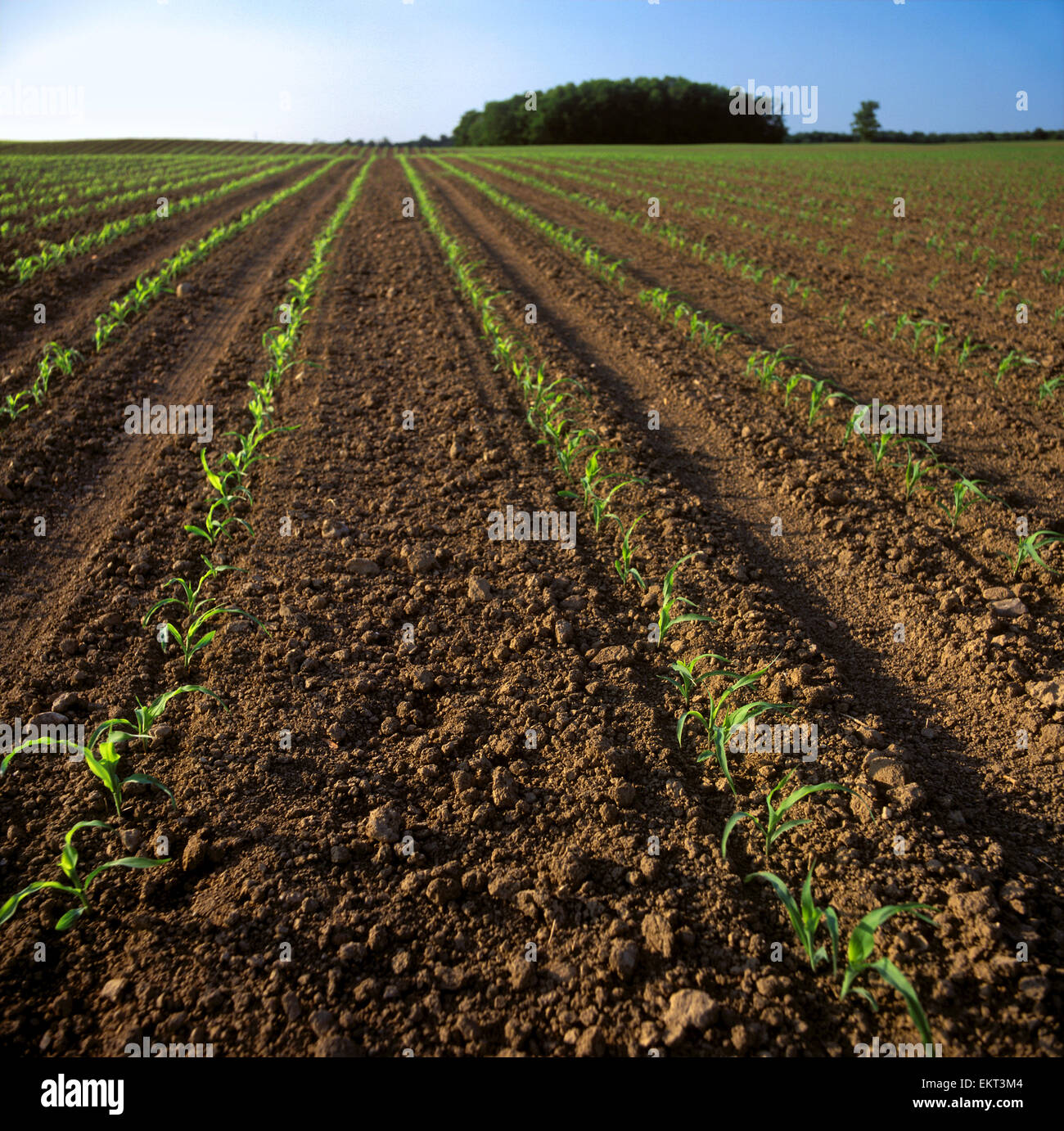 Agriculture - Field of early growth grain corn plants at the four to ...