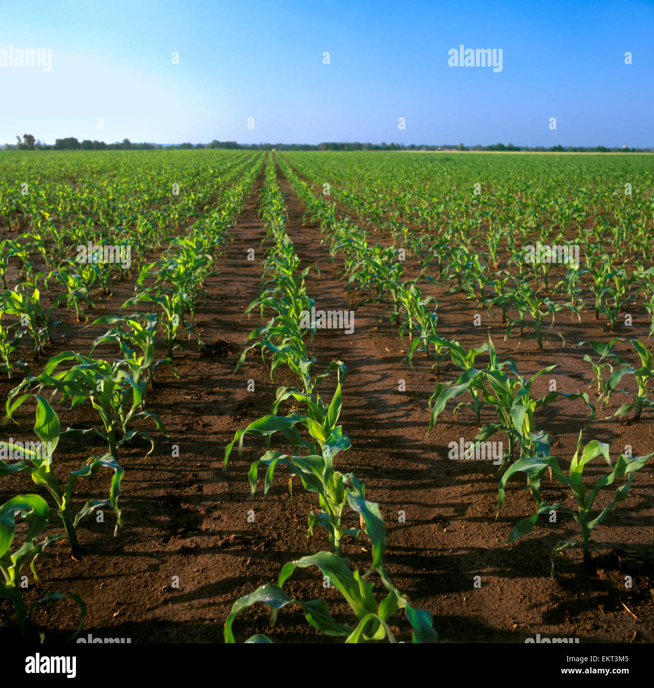 Agriculture - Field of early growth grain corn plants at the eight to ...