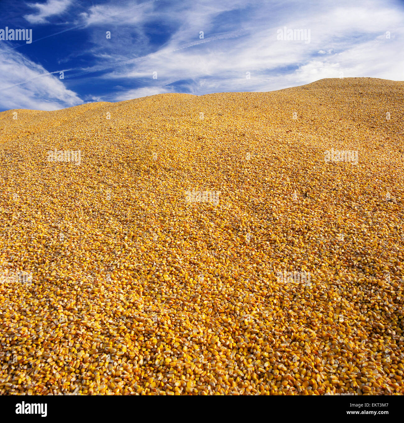 Agriculture - A large pile of freshly harvested grain corn awaits ...