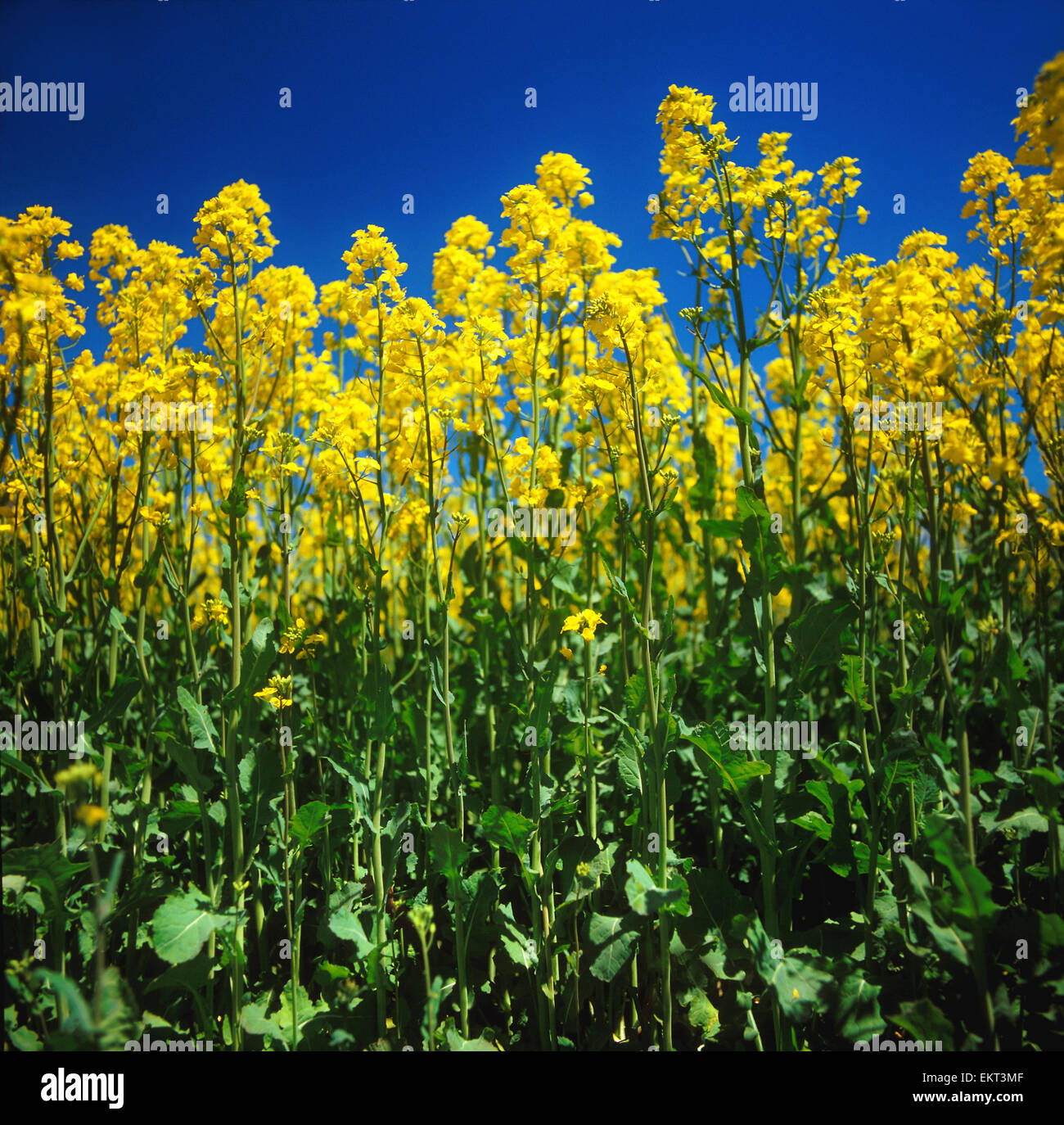 Mid growth canola hi-res stock photography and images - Alamy