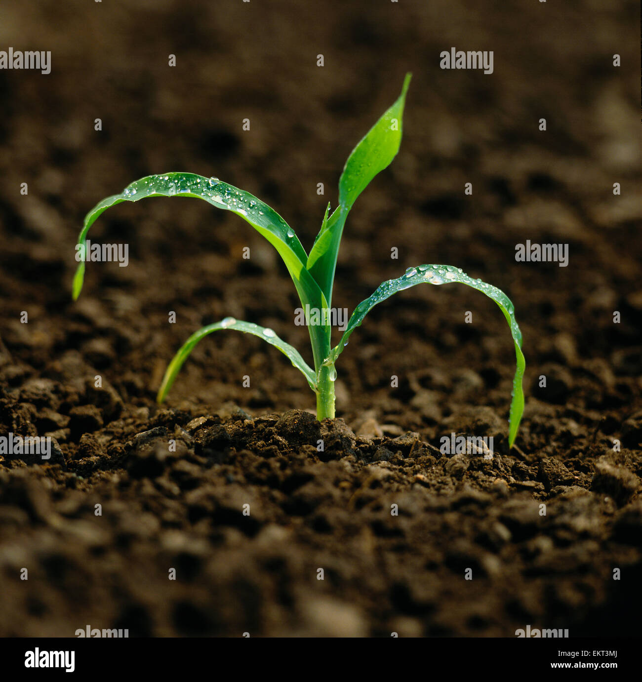 Agriculture - Closeup of a grain corn seedling at the four leaf stage ...