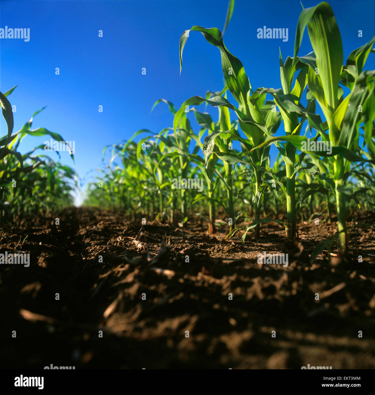Low angle view looking down between rows of mid growth grain corn ...