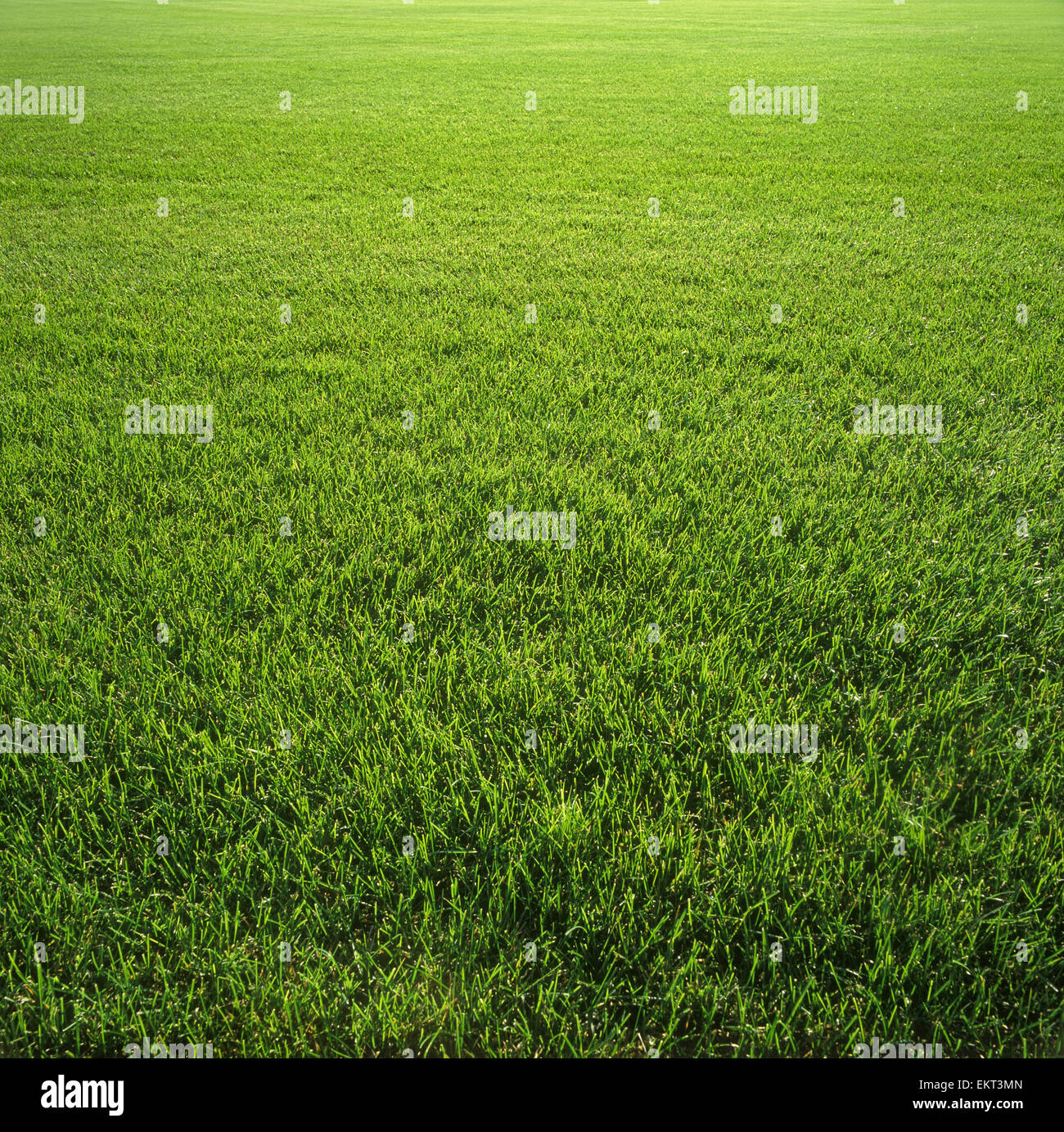 Agriculture - Healthy turf crop backlit by the sun / Ontario, Canada ...
